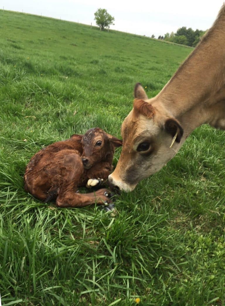 CDCB - Merit Selection Indices